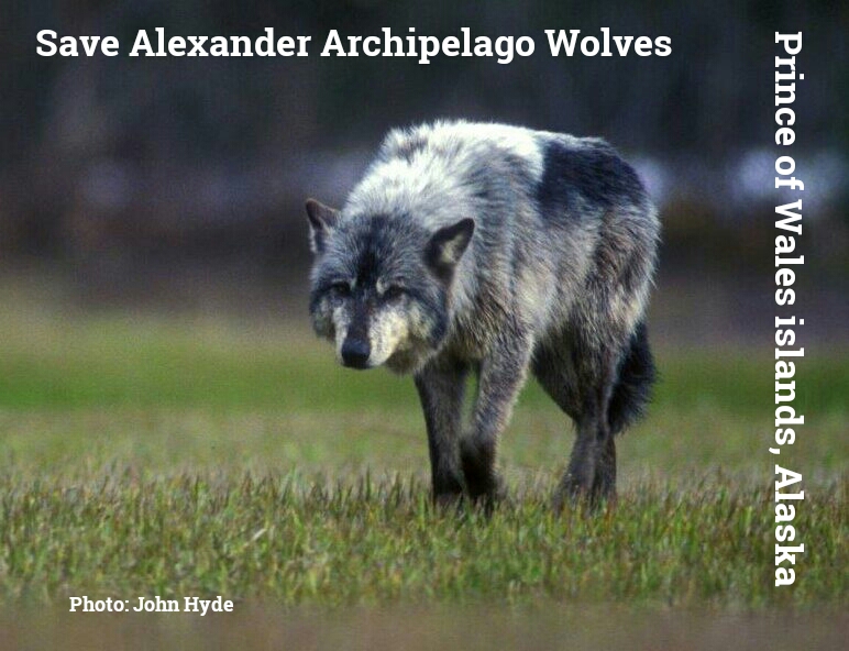 Alaska’s Obligation To Save The Alexander Archipelago Wolves on Prince ...