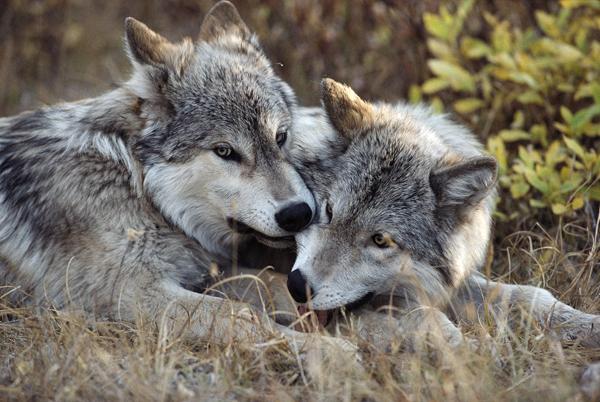 26 scientists are urging the western Great Lakes population of gray ...