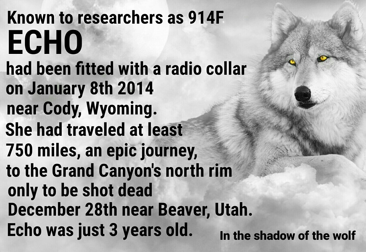In Memory of Echo, Wolf 914F – intheshadowofthewolf