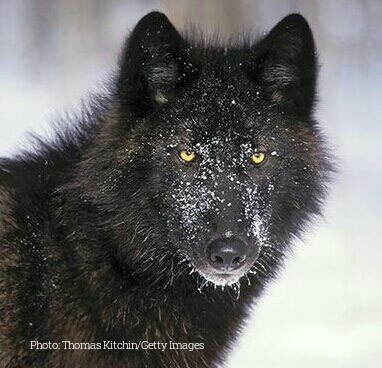 No ESA Protection For Alexander Archipelago Wolves – intheshadowofthewolf