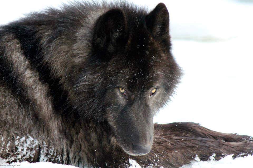 Just 89 of these Alaskan wolves remain…now hold on a minute ...