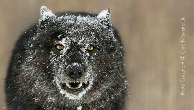 Kenai Peninsula Wolves – intheshadowofthewolf
