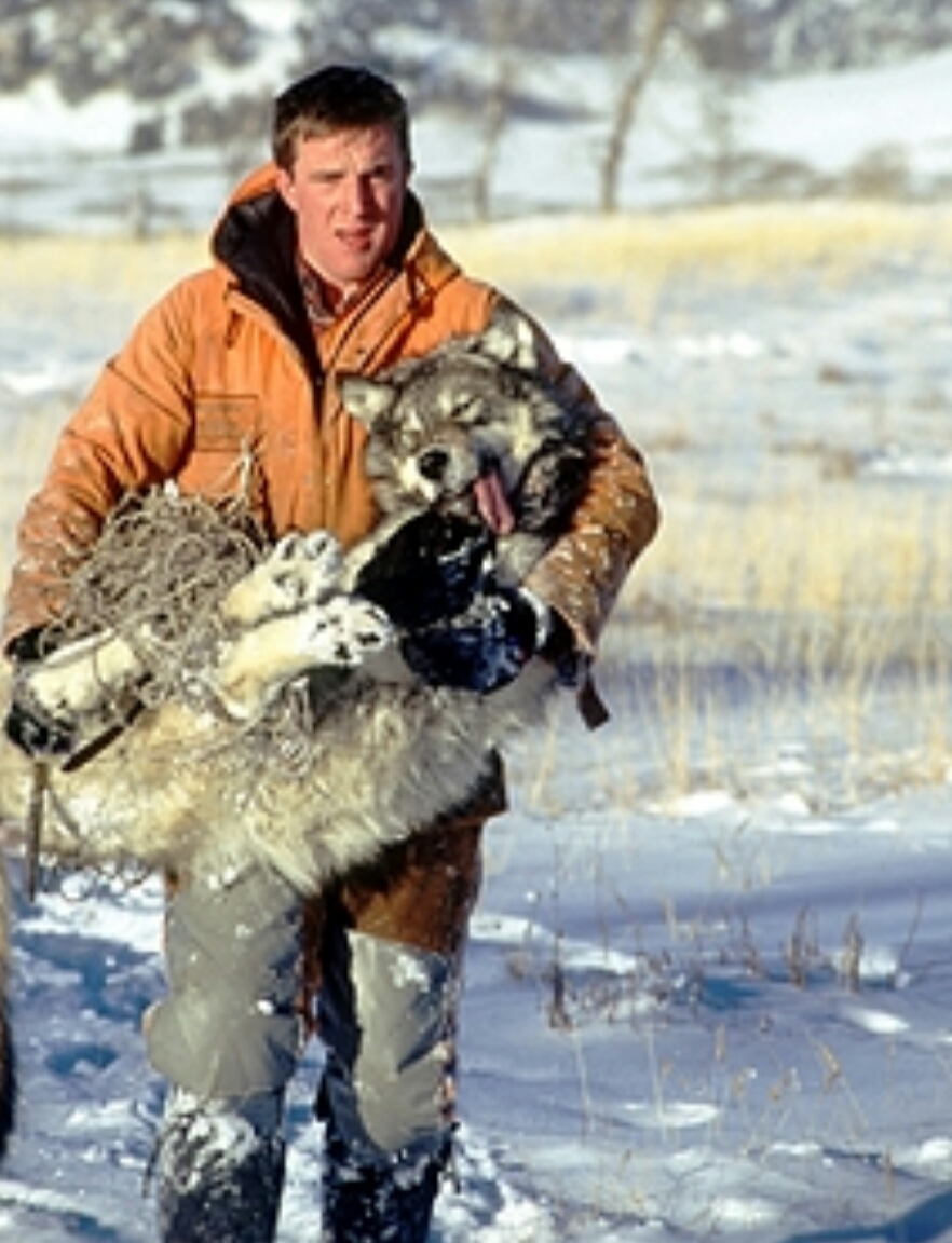 Environmental Impact Statement – Isle Royale Wolves – intheshadowofthewolf