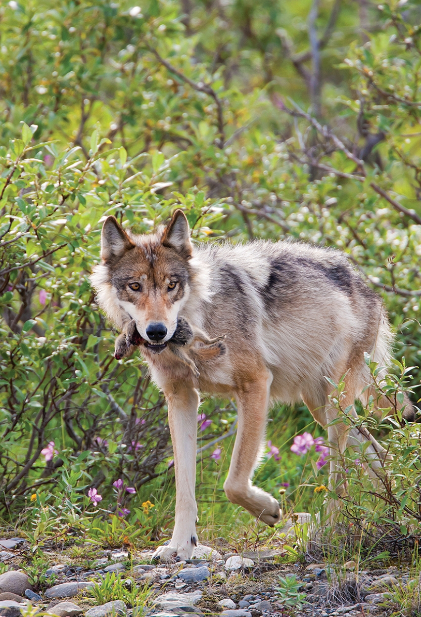 Denali National Park Wolves – intheshadowofthewolf