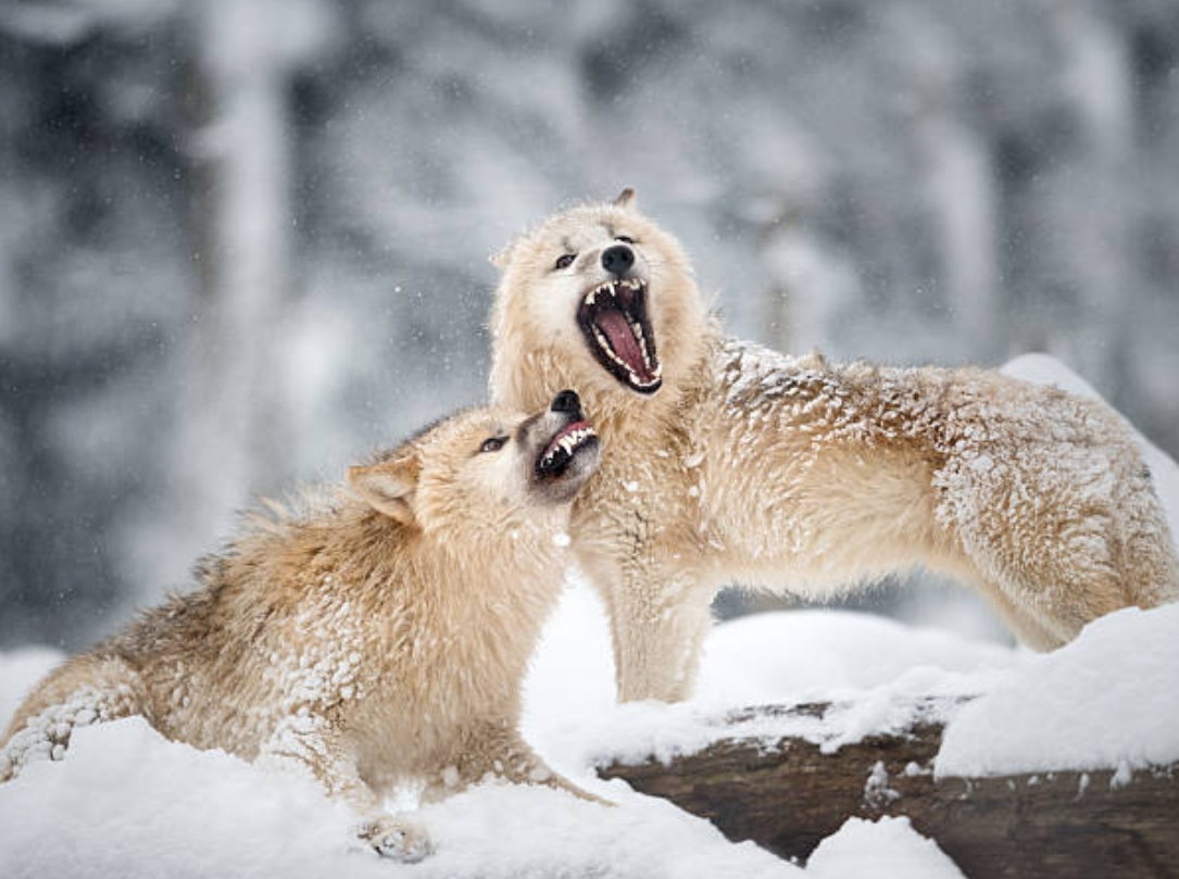 ANWR (Area 1002) Related Content, References and Citations ...