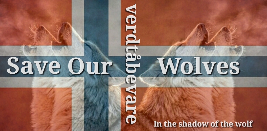Norway’s Wolves – Summer Update 2018 – intheshadowofthewolf
