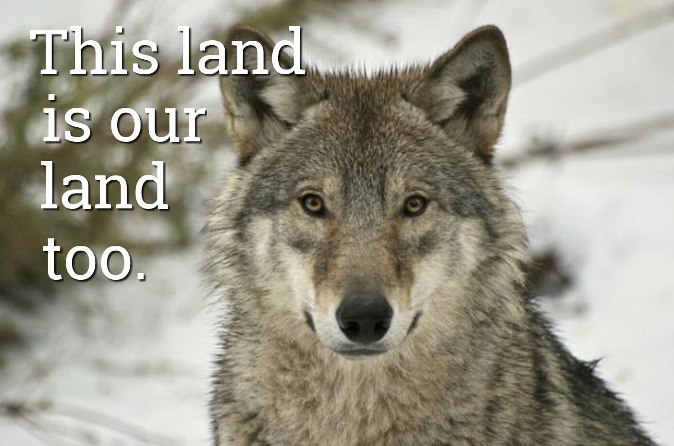 Rise Up for the Togo Pack – intheshadowofthewolf