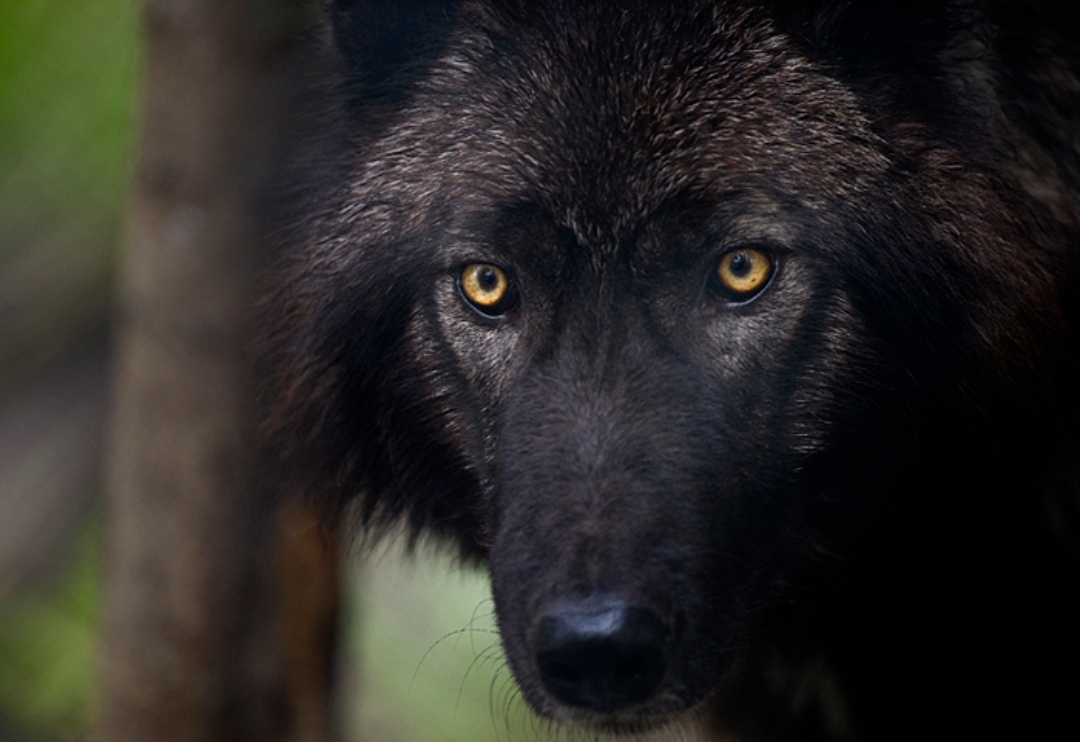 Washington – intheshadowofthewolf