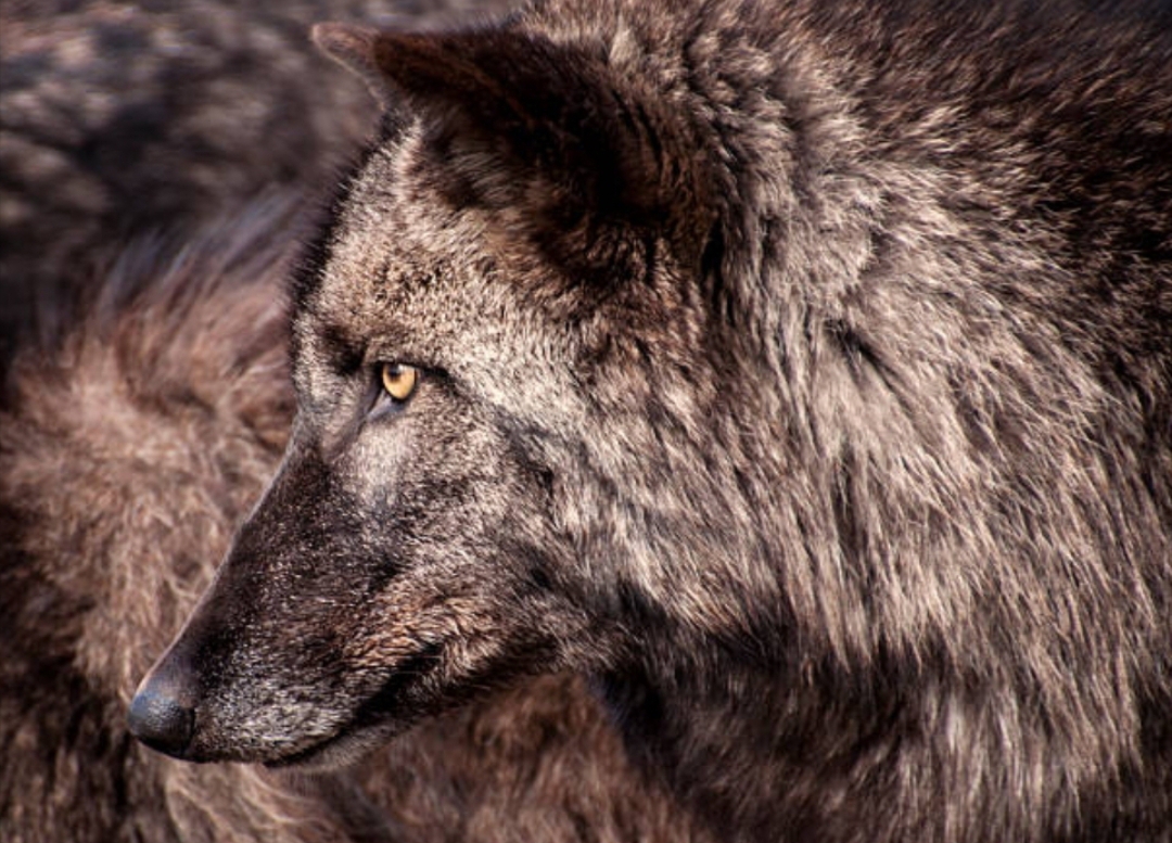 Speak Up For Ancient Forests, Wolves, and Wildlife in Alaska ...