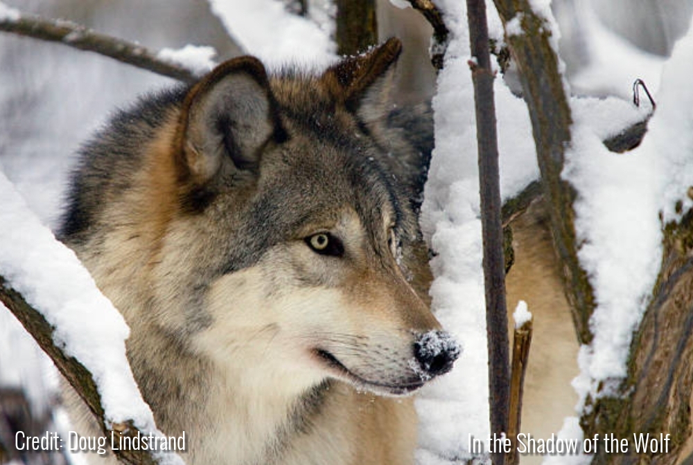 Speak Up for Idaho’s Wolves – intheshadowofthewolf