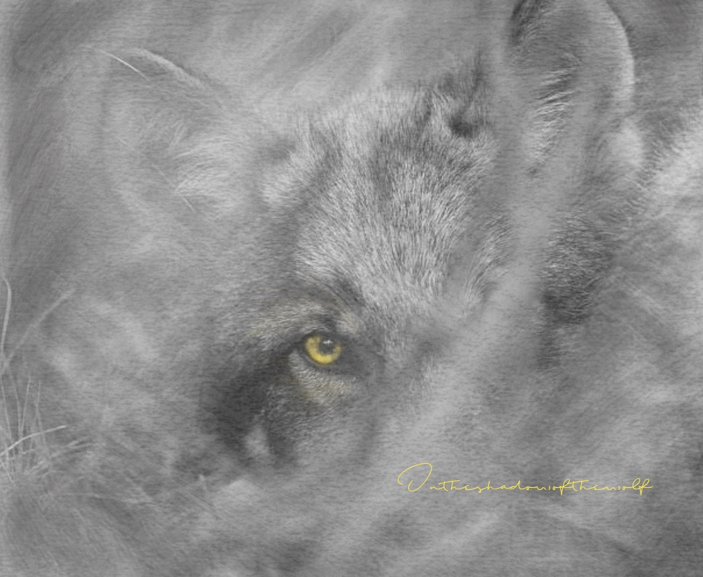 Moral Codes of Conduct – intheshadowofthewolf
