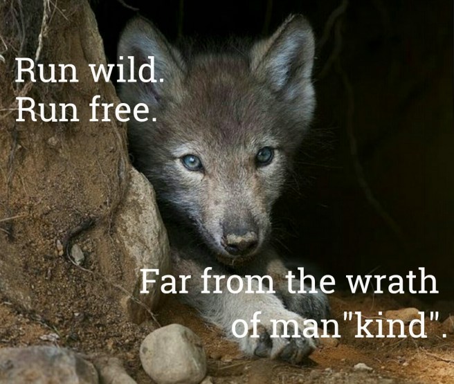 Breaking Horrible News: OPT Pack – intheshadowofthewolf