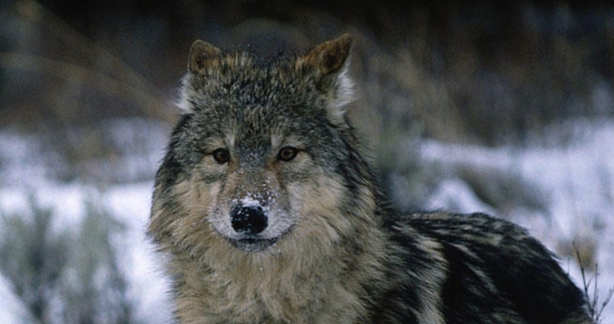 Breaking Horrible News: OPT Pack – intheshadowofthewolf