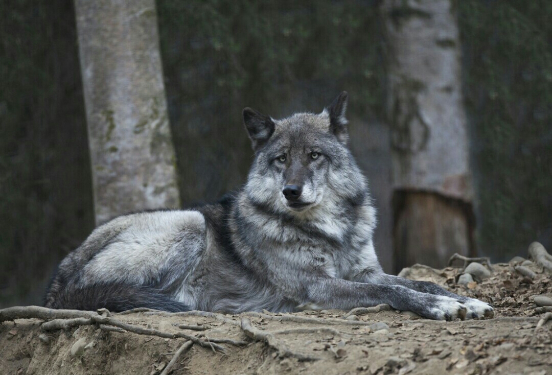 Predator Management – intheshadowofthewolf