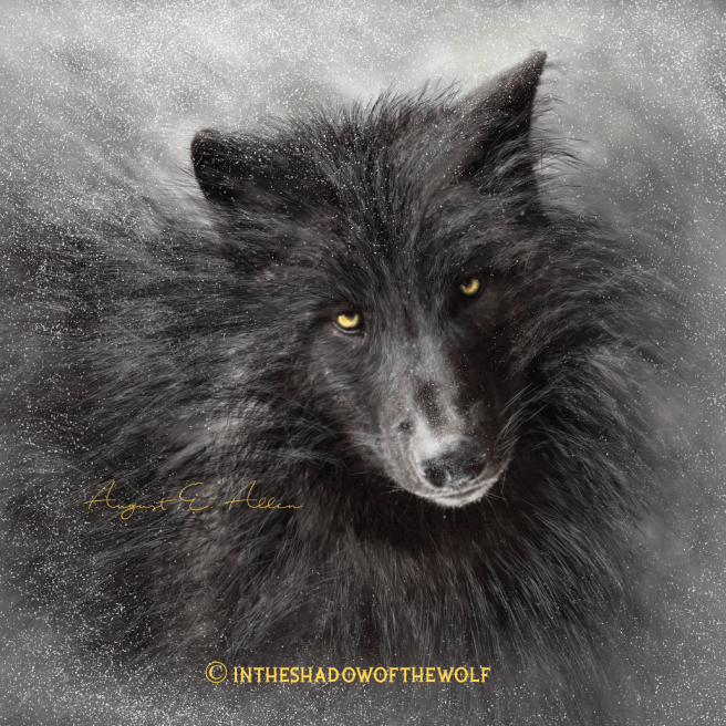 Rainforests – intheshadowofthewolf