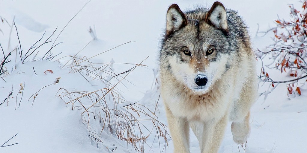 Wolf Poaching – intheshadowofthewolf