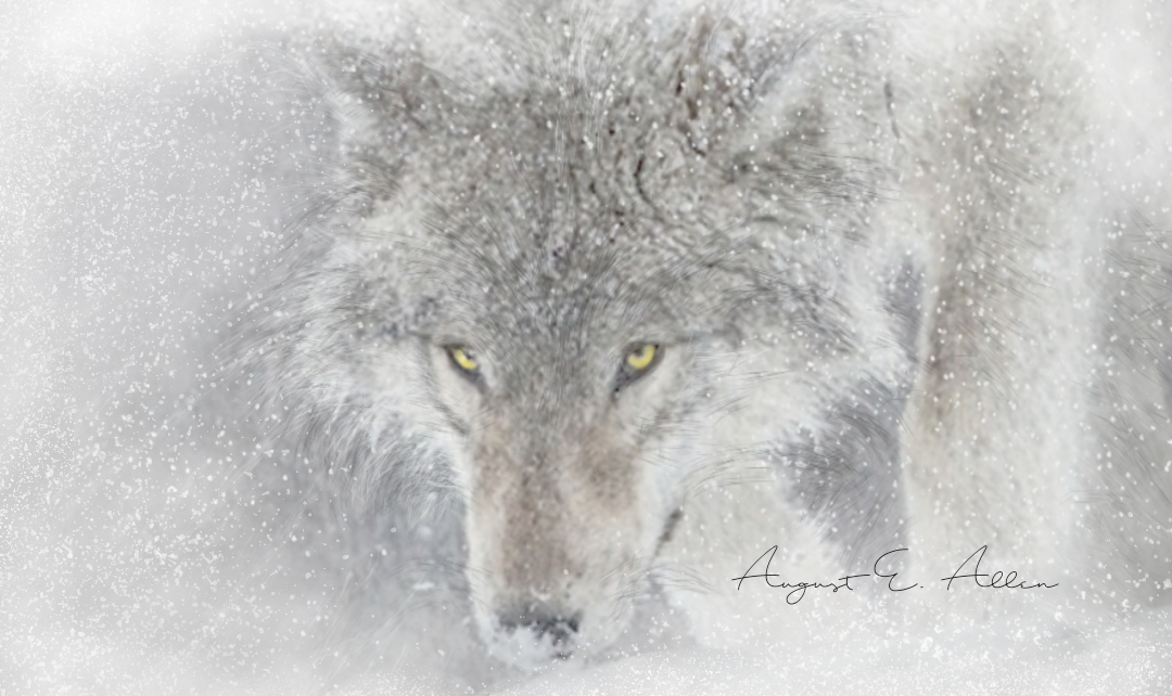 intheshadowofthewolf – I Am Wolf. Quietly I Will Endure. Silently I ...