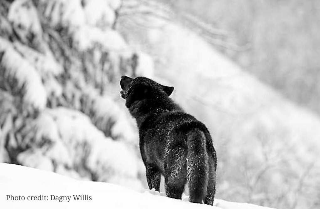 Alexander Archipelago Wolf – Fall 2020 Update – intheshadowofthewolf
