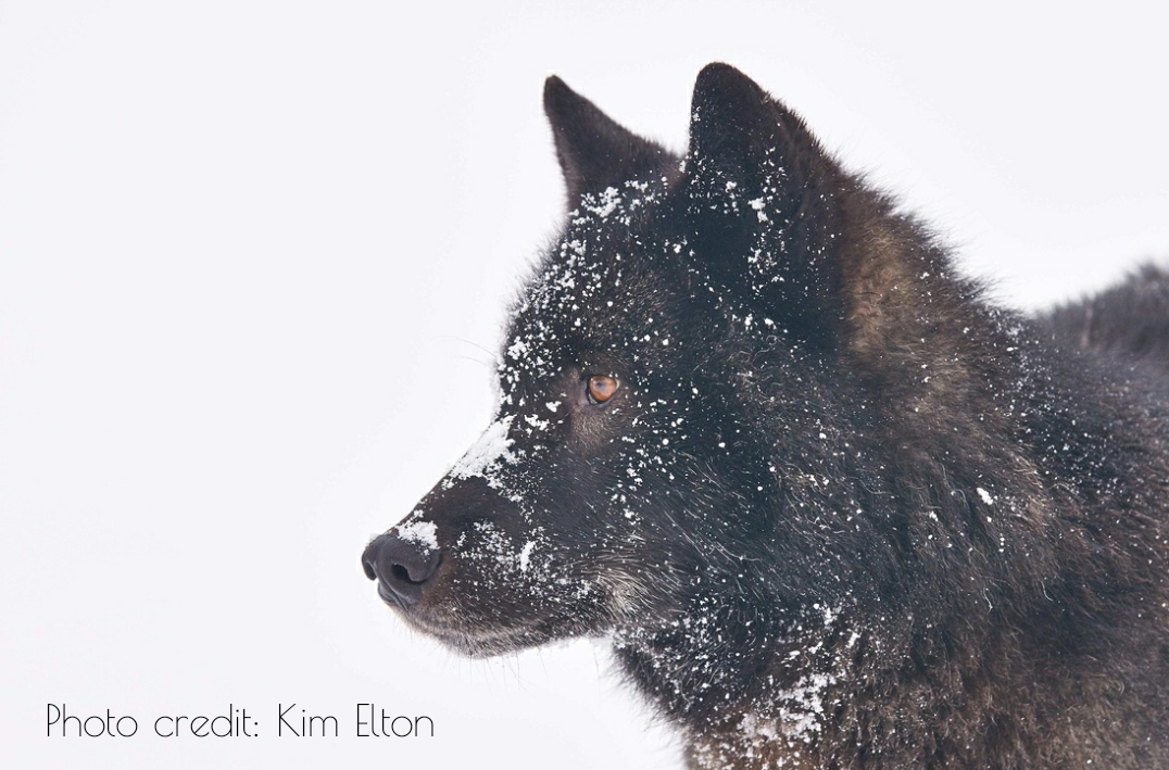 Alexander Archipelago Wolf – Fall 2020 Update – intheshadowofthewolf