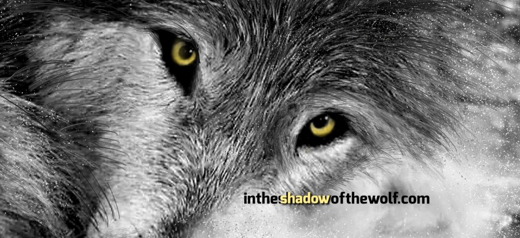 Alexander Archipelago Wolves – intheshadowofthewolf